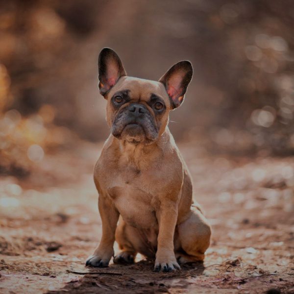 Home - Complete Pet Foods