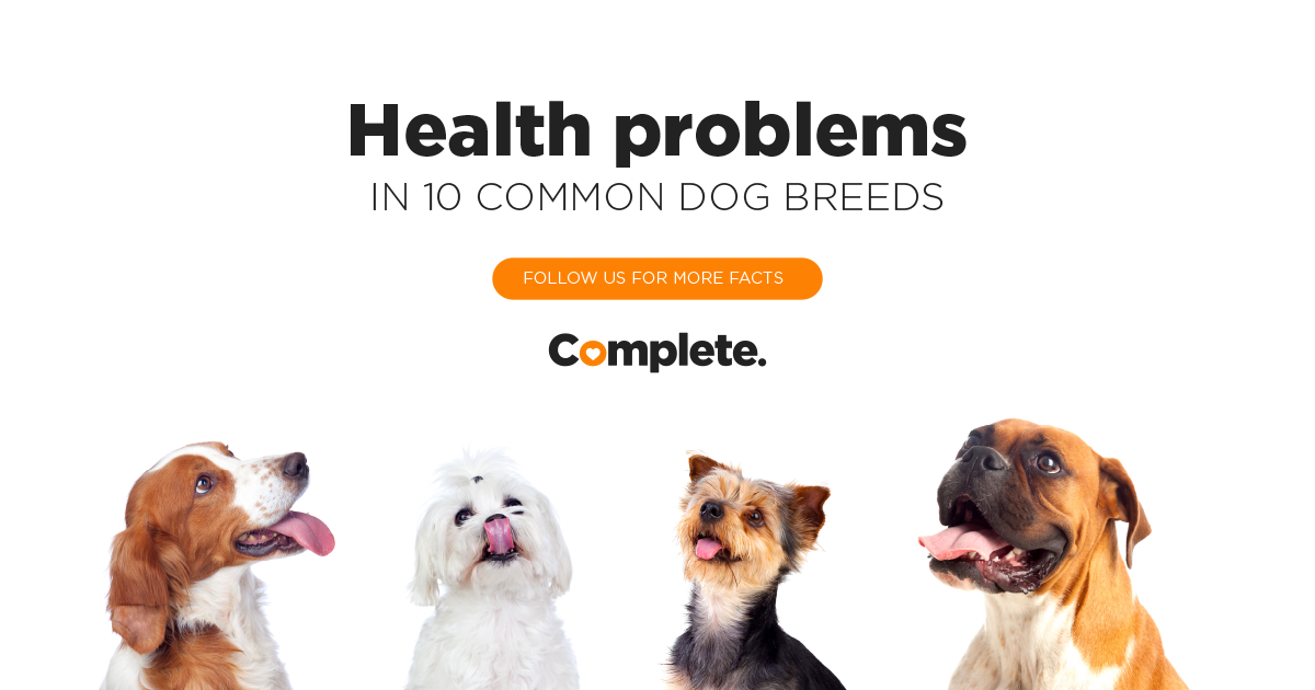 Common Dog Breeds and Associated Health Problems - Complete Pet Foods