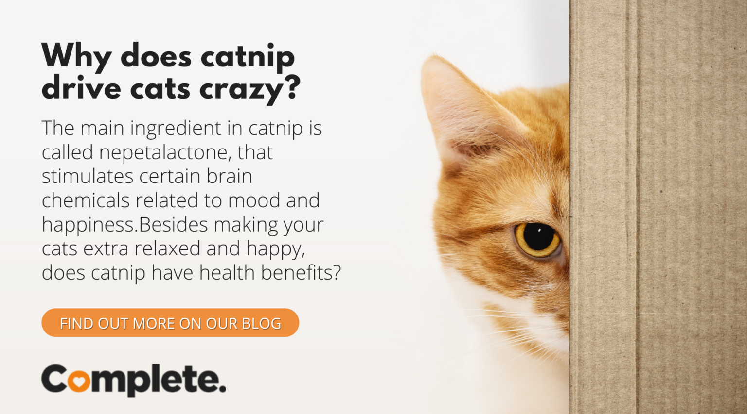 WHY DO CATS GO CRAZY FOR CATNIP Complete Pet Foods WHY DO CATS GO CRAZY FOR CATNIP Complete Pet Foods