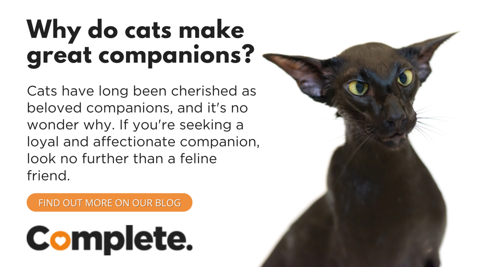 WHY DO CATS MAKE GREAT COMPANIONS? - Complete Pet Foods