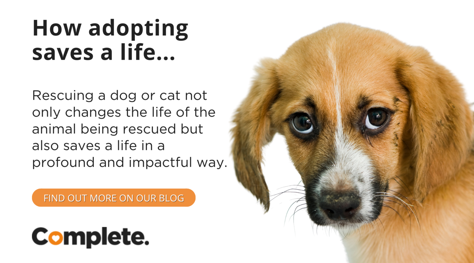 HOW RESCUING A DOG OR CAT SAVES A LIFE - Complete Pet Foods