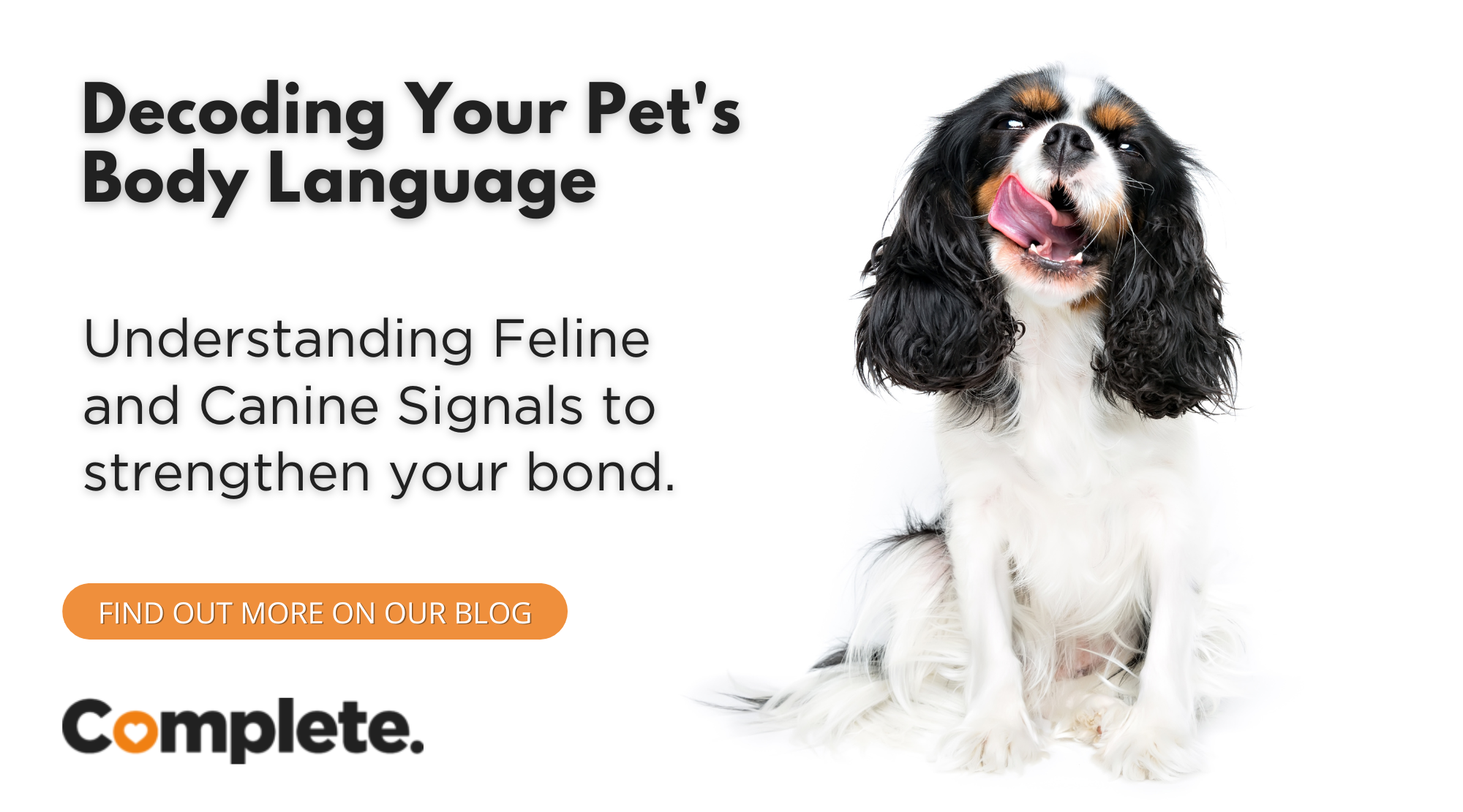 DECODING YOUR PET'S BODY LANGUAGE: UNDERSTANDING FELINE AND CANINE ...